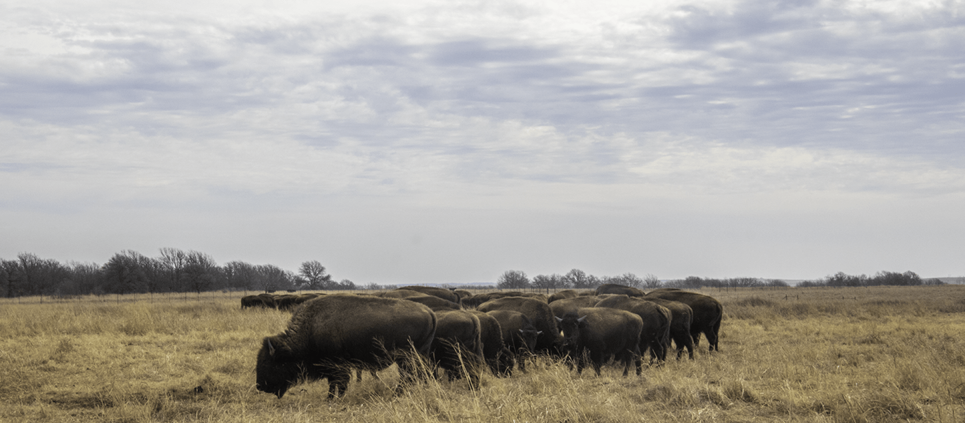 Osage Nation Ranch | Bison | Osage Culture