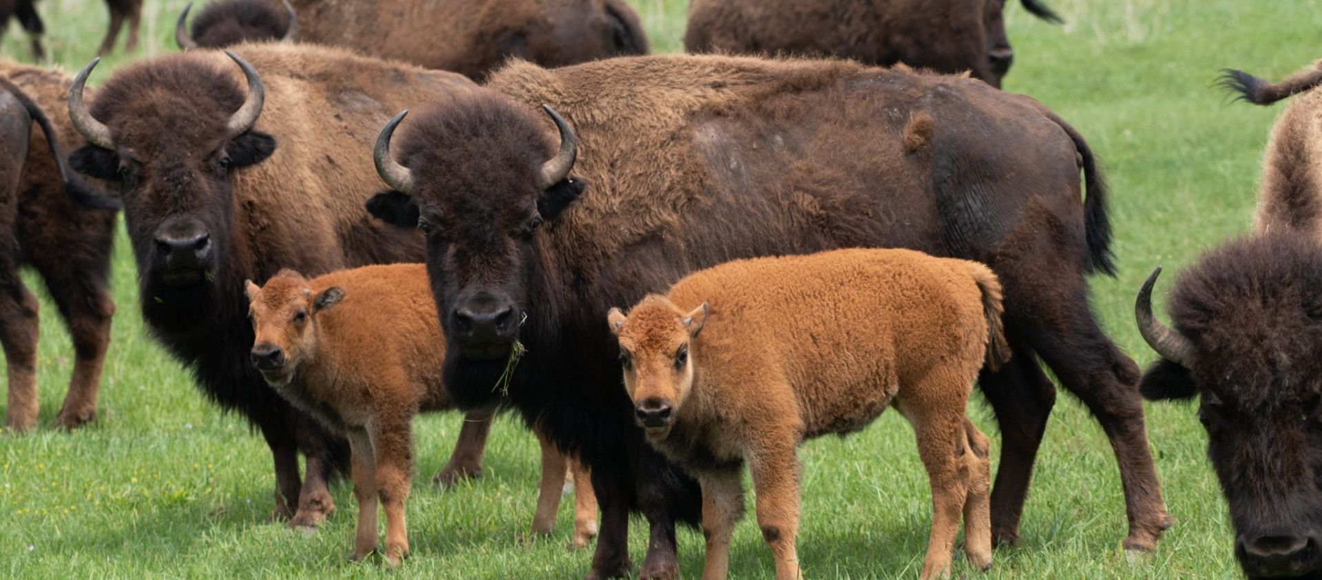 Osage Nation Ranch | Bison | Osage Culture